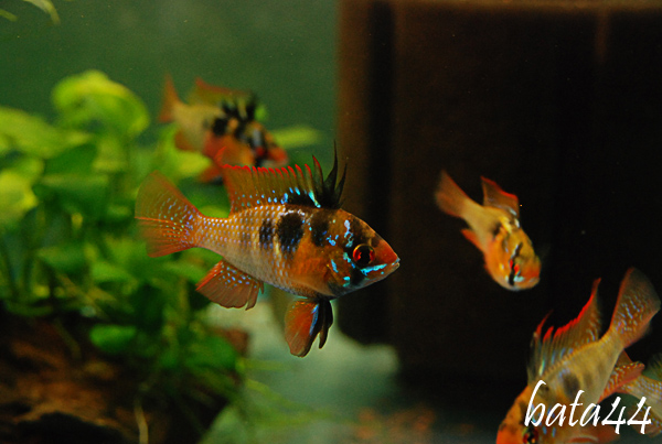 Ribe za biljni akvarijum - Akvaristika - - Aqua art - saveti i ideje za ...