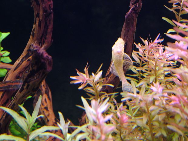 Ribe za biljni akvarijum - Akvaristika - - Aqua art - saveti i ideje za ...