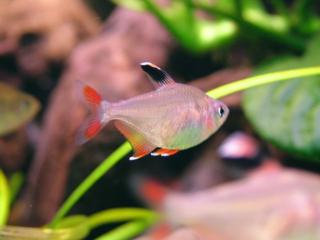 Ribe za biljni akvarijum - Akvaristika - - Aqua art - saveti i ideje za ...