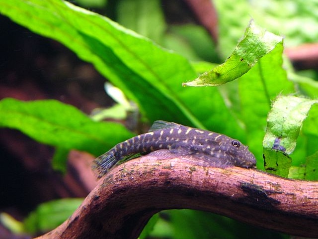 Ribe za biljni akvarijum - Akvaristika - - Aqua art - saveti i ideje za ...