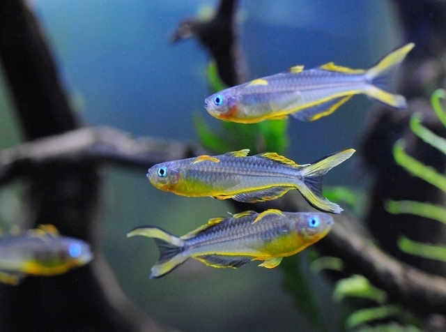 Ribe za biljni akvarijum - Akvaristika - - Aqua art - saveti i ideje za ...