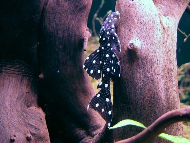 Ribe za biljni akvarijum - Akvaristika - - Aqua art - saveti i ideje za ...