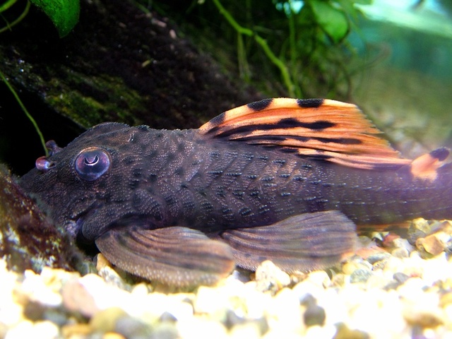 Ribe za biljni akvarijum - Akvaristika - - Aqua art - saveti i ideje za ...