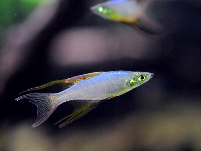 Ribe za biljni akvarijum - Akvaristika - - Aqua art - saveti i ideje za ...