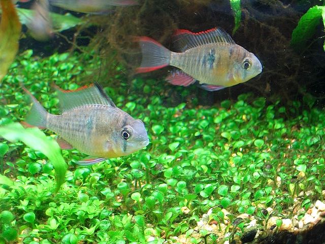 Ribe za biljni akvarijum - Akvaristika - - Aqua art - saveti i ideje za ...