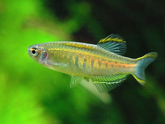 Ribe za biljni akvarijum - Akvaristika - - Aqua art - saveti i ideje za ...