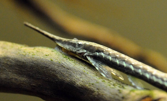 Ribe za biljni akvarijum - Akvaristika - - Aqua art - saveti i ideje za ...