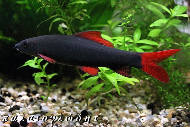 Ribe za biljni akvarijum - Akvaristika - - Aqua art - saveti i ideje za ...