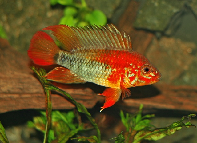 Ribe za biljni akvarijum - Akvaristika - - Aqua art - saveti i ideje za ...