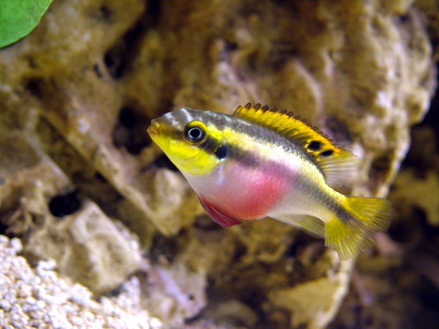 Ribe za biljni akvarijum - Akvaristika - - Aqua art - saveti i ideje za ...