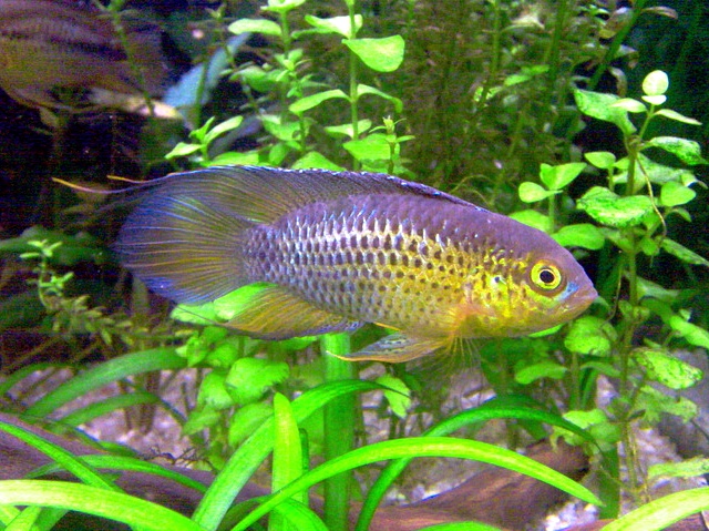 Ribe za biljni akvarijum - Akvaristika - - Aqua art - saveti i ideje za ...