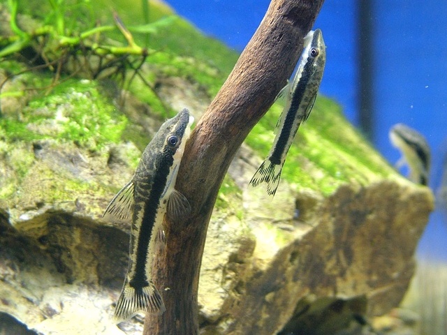 Ribe za biljni akvarijum - Akvaristika - - Aqua art - saveti i ideje za ...