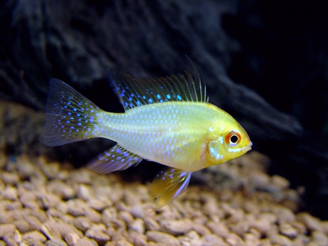 Ribe za biljni akvarijum - Akvaristika - - Aqua art - saveti i ideje za ...