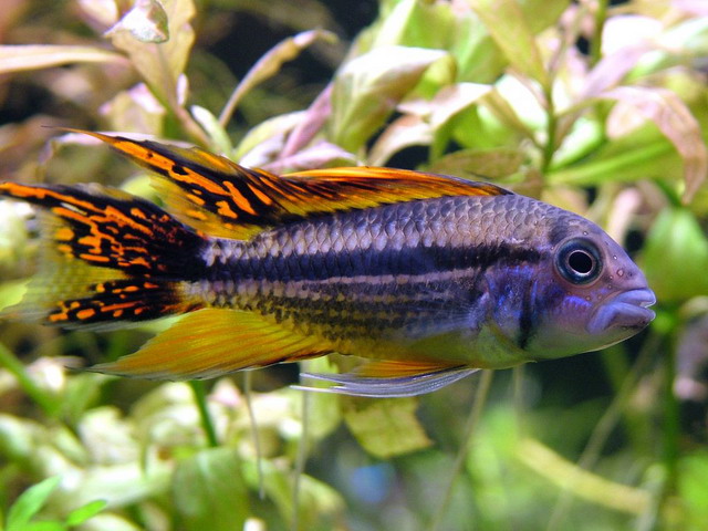 Ribe za biljni akvarijum - Akvaristika - - Aqua art - saveti i ideje za ...