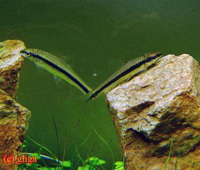 Ribe za biljni akvarijum - Akvaristika - - Aqua art - saveti i ideje za ...