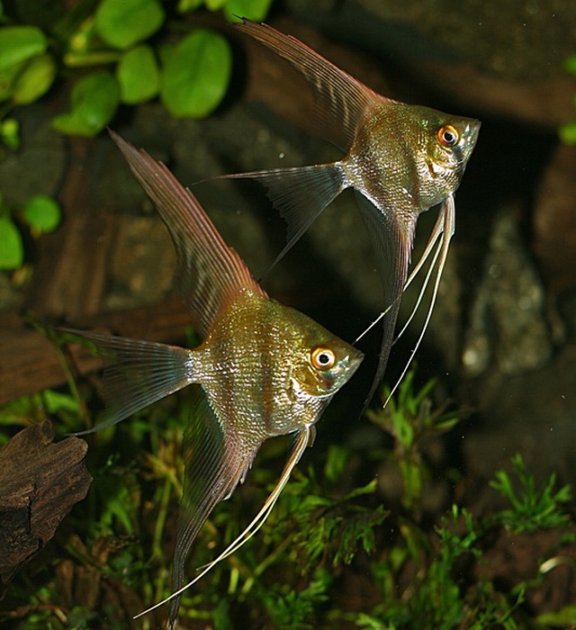 Ribe za biljni akvarijum - Akvaristika - - Aqua art - saveti i ideje za ...